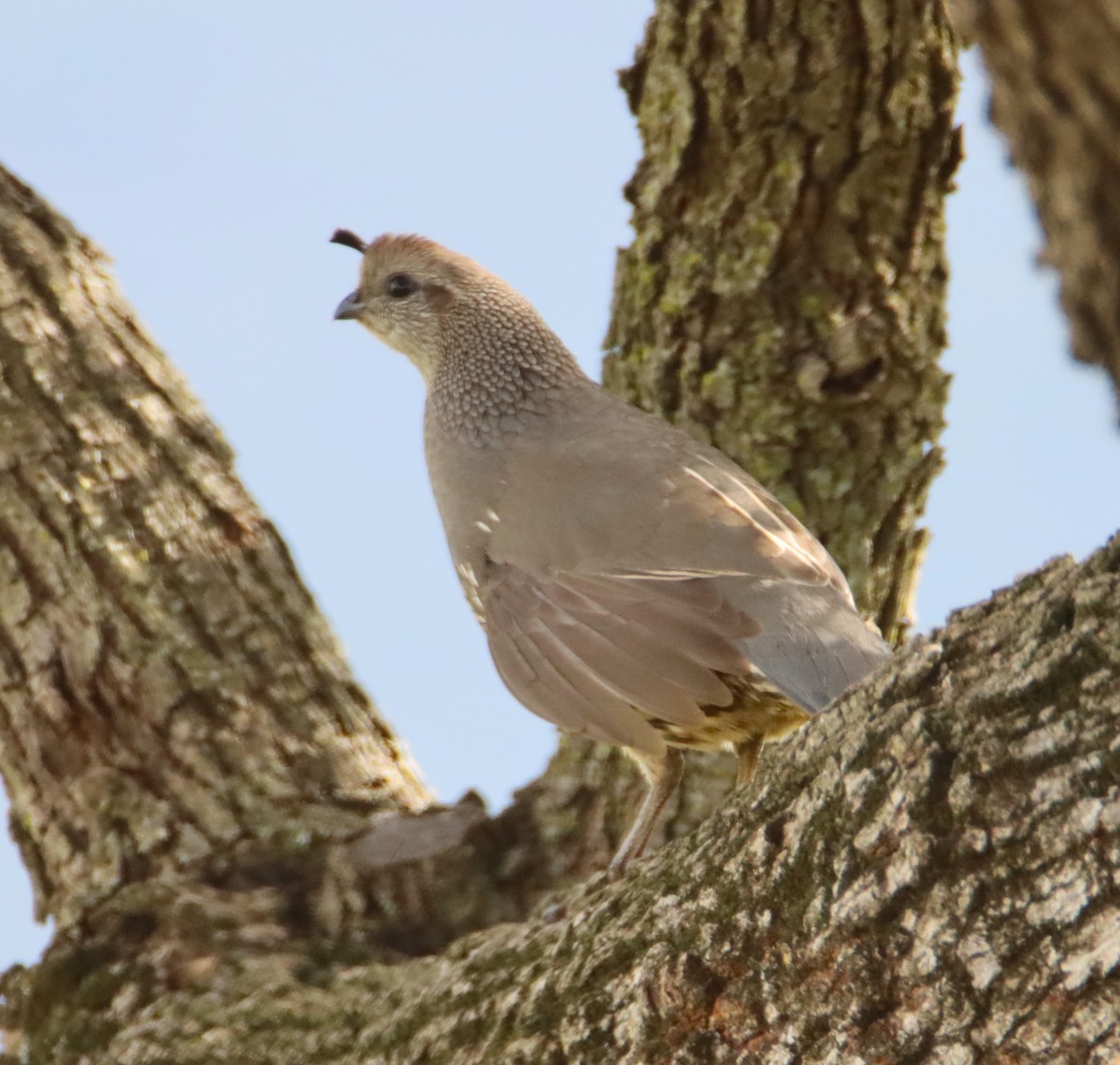 eBird Checklist - 19 Mar 2024 - Casner road - 8 species