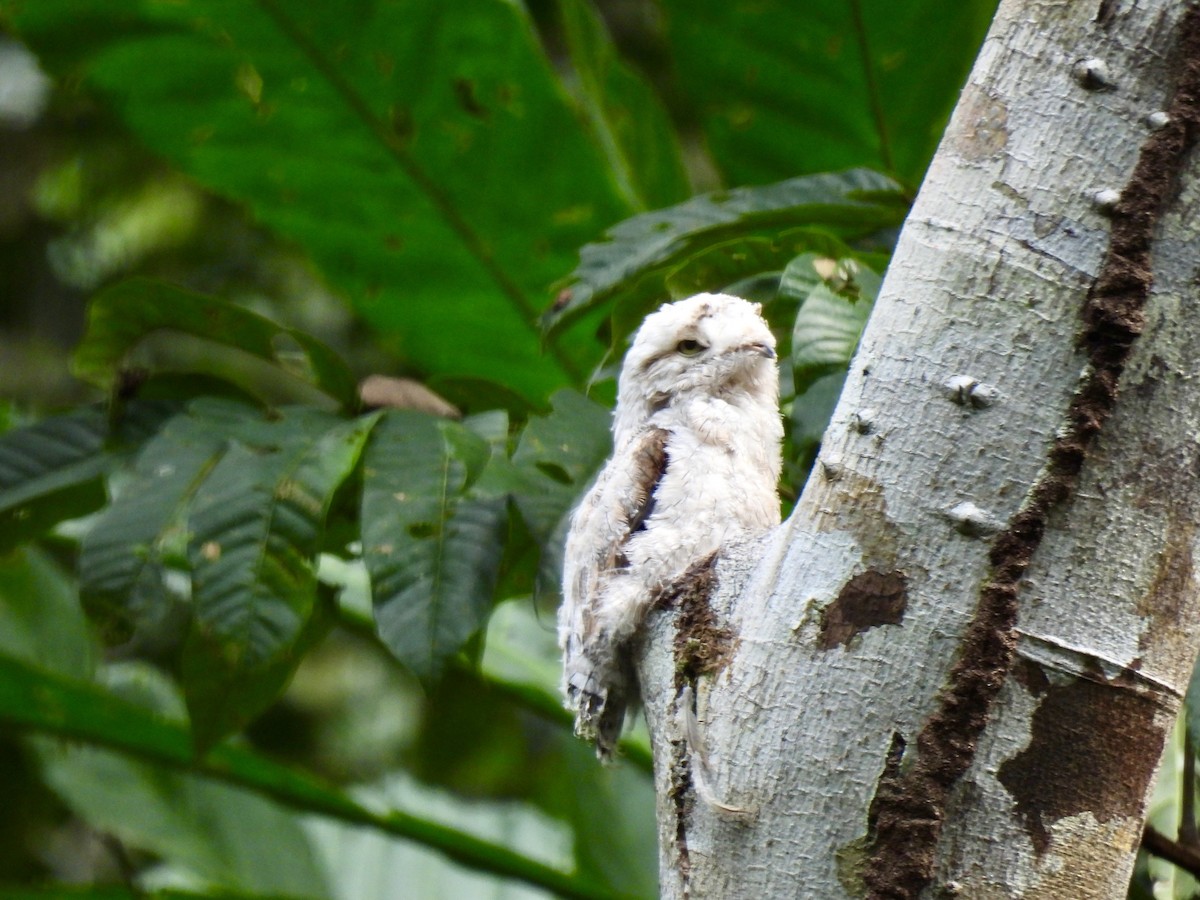eBird Checklist - 18 Mar 2024 - Pipeline Road - 39 species