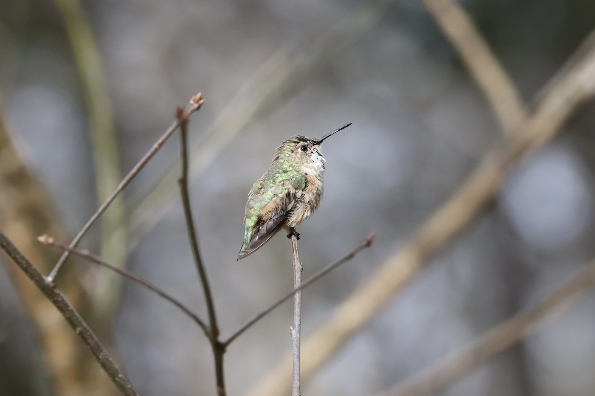 eBird Checklist - 19 Mar 2024 - Prospect Park - 49 species