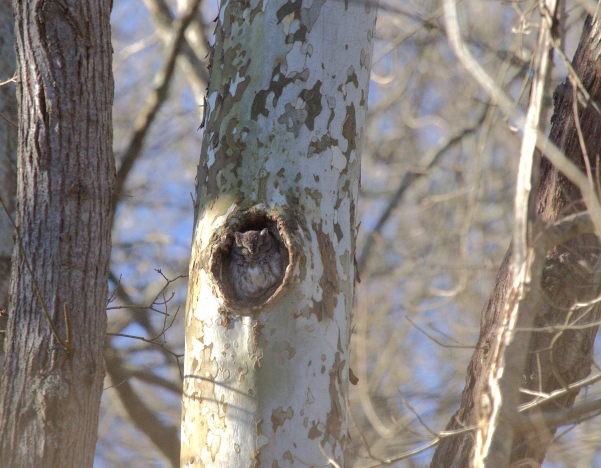 eBird Checklist - 19 Mar 2024 - Cincinnati Nature Center--Rowe Woods ...