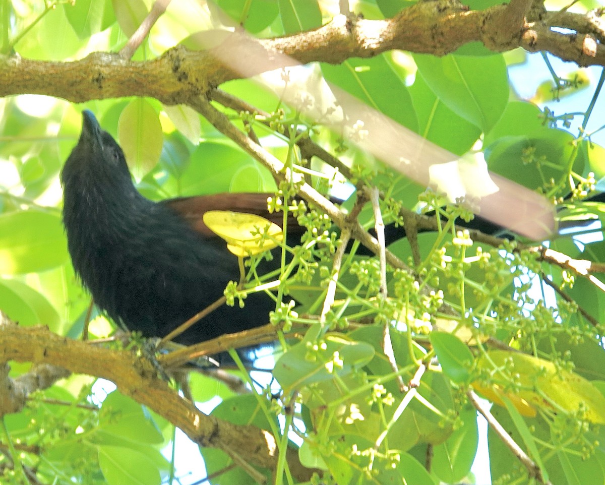 eBird Checklist - 19 Mar 2024 - Farms above Dauin - 18 species