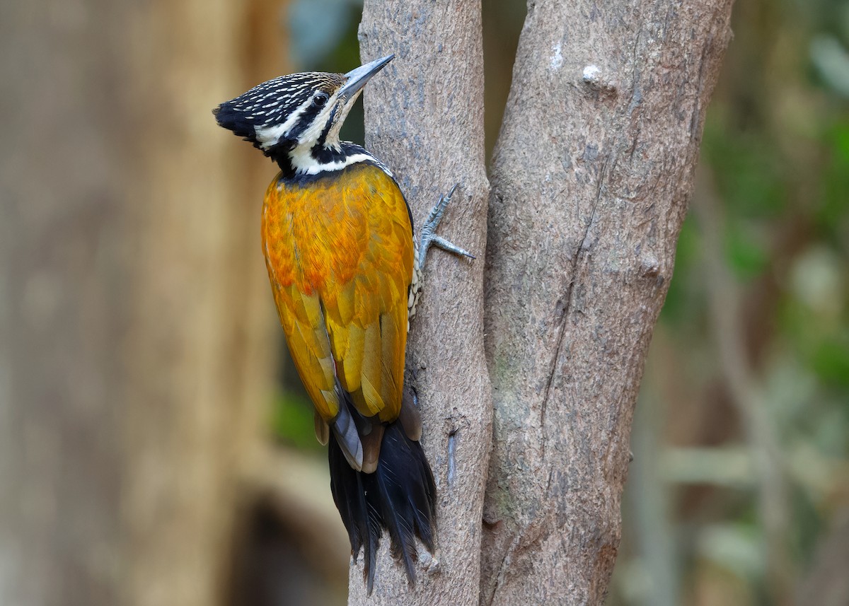 ML616258160 - Common Flameback - Macaulay Library