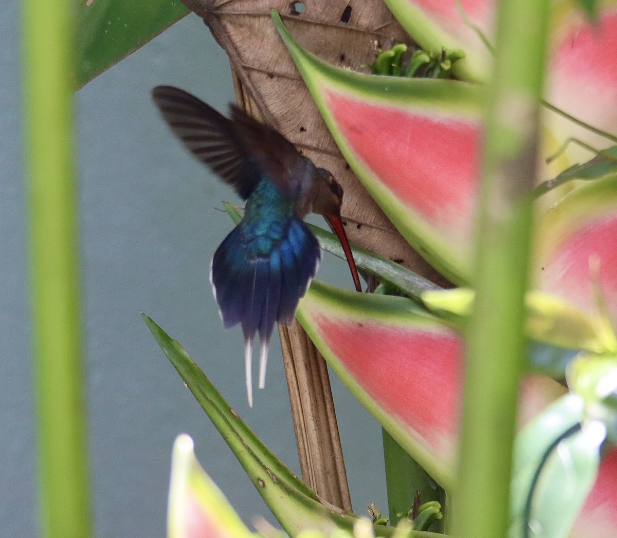 Mass Audubon eBird Checklist - 20 Mar 2024 - Arenal Misticopark ...