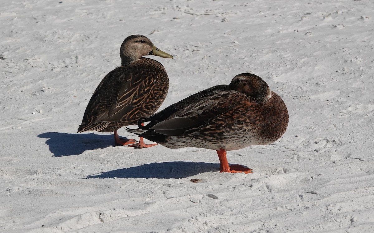 eBird Checklist - 20 Mar 2024 - Whitney Beach - 13 species (+1 other taxa)