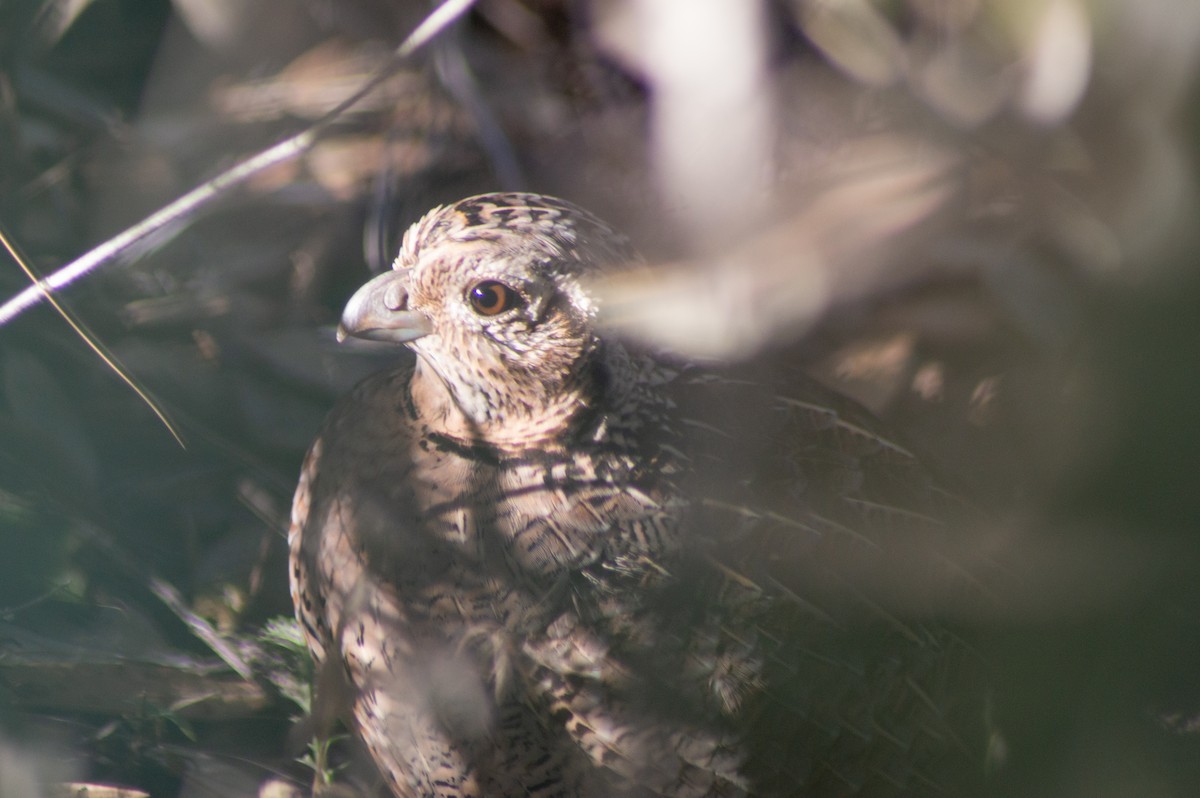eBird Checklist - 16 Dec 2023 - Davis Mountains Preserve--Wolf Den ...