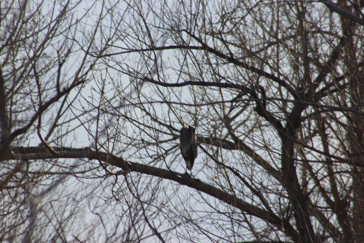 eBird Checklist - 20 Mar 2024 - Bear Creek Lake Park--Pelican Point ...