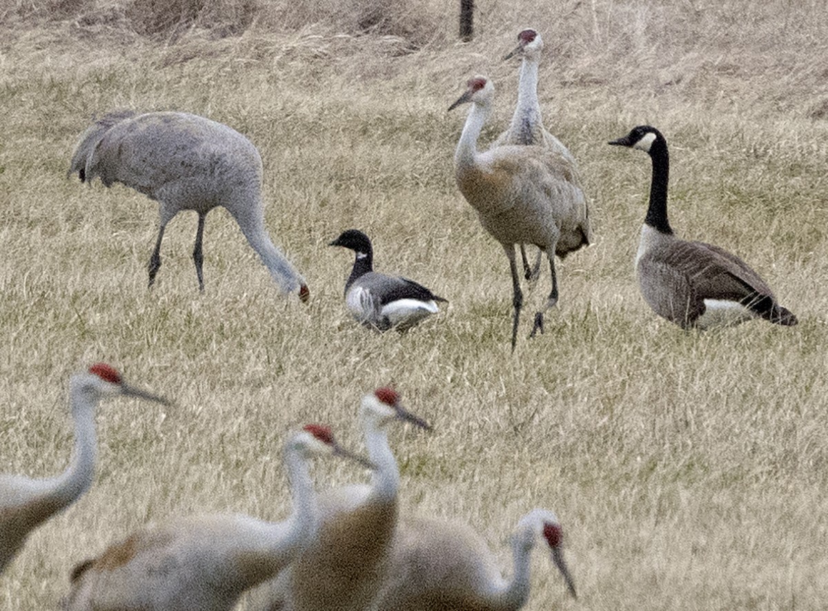 eBird Checklist - 19 Mar 2024 - 3214–3574 W Stoney Corners Rd, McBain ...