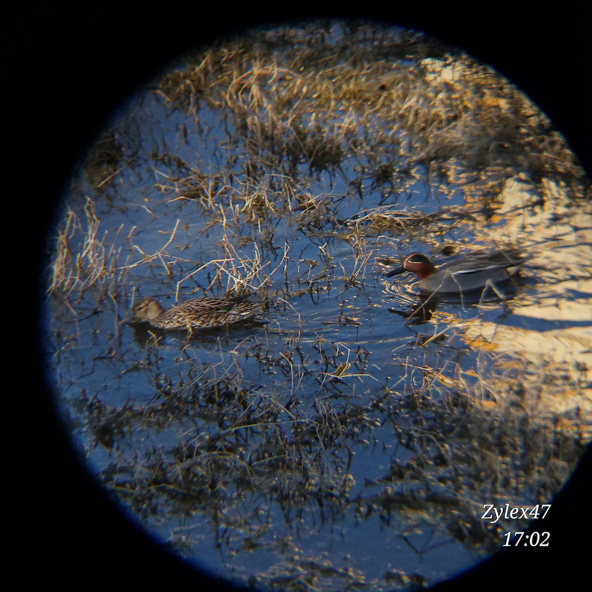 eBird Checklist - 20 Mar 2024 - 만연교(Manyeon bridge), Hwasun - 5 species
