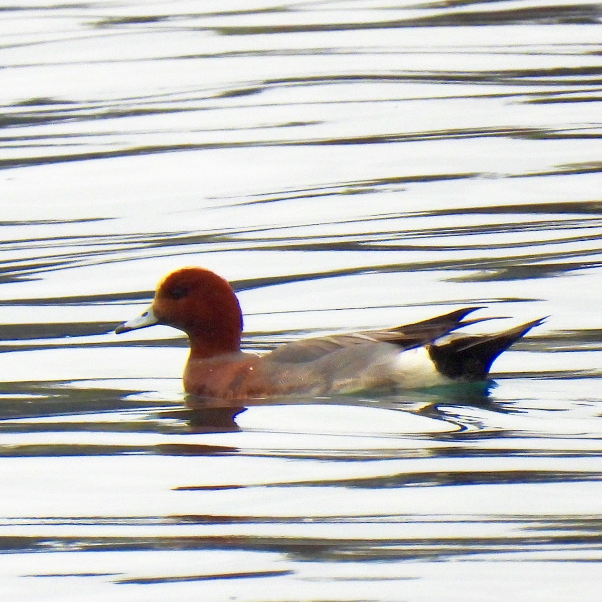 eBird Checklist - 20 Mar 2024 - Yaquina River--SE Jetty Way - 37 ...