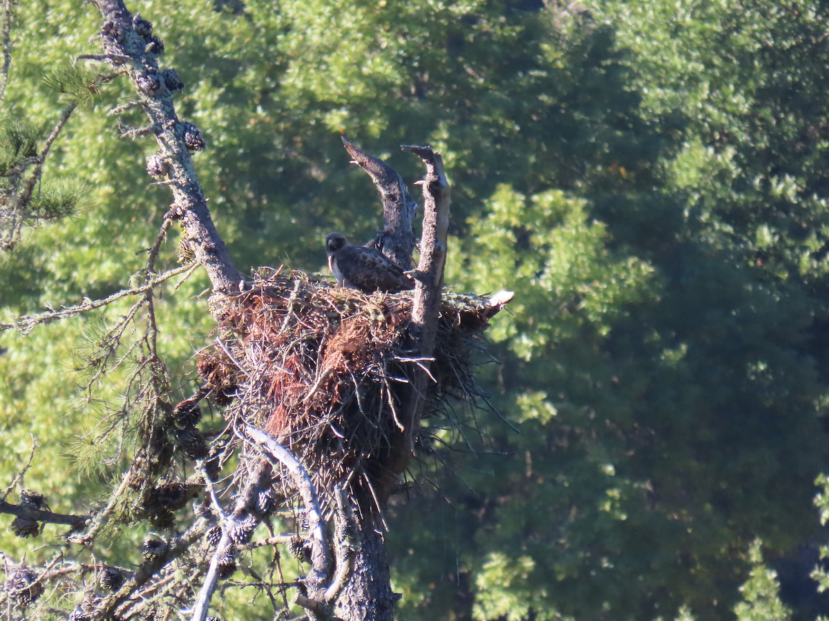 eBird Checklist - 19 Mar 2024 - Claremont Canyon Regional Preserve - 41 ...