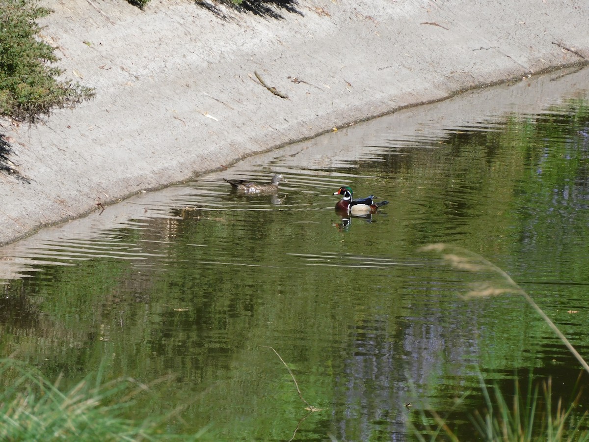 eBird Checklist - 20 Mar 2024 - UC Davis--Arboretum - 16 species