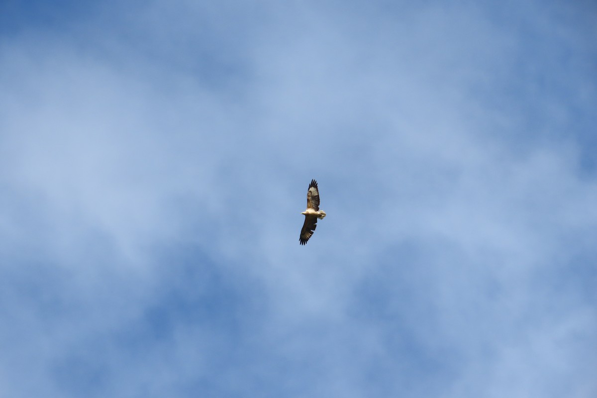 eBird Checklist - 21 Mar 2024 - Crowdy Bay National Park--The Sand ...
