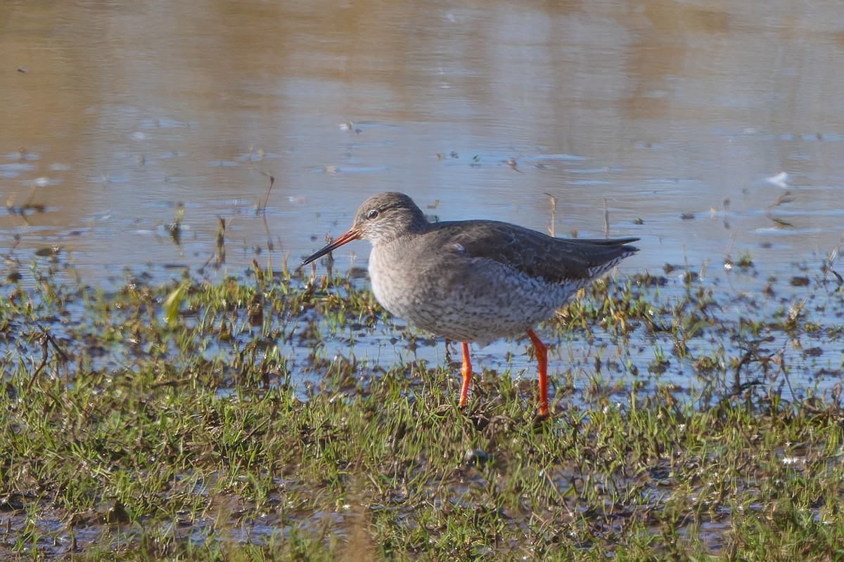 ML616268099 - Common Redshank - Macaulay Library
