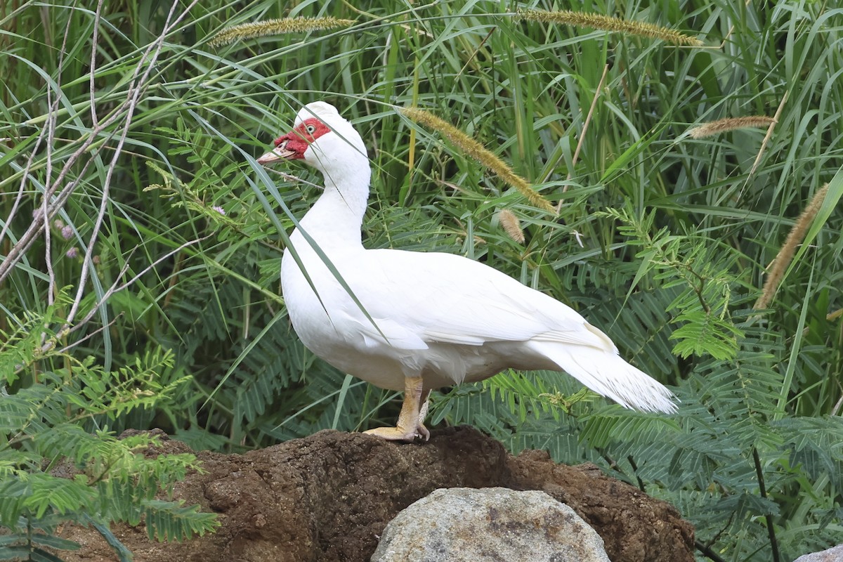 ML616269694 - Muscovy Duck (Domestic type) - Macaulay Library