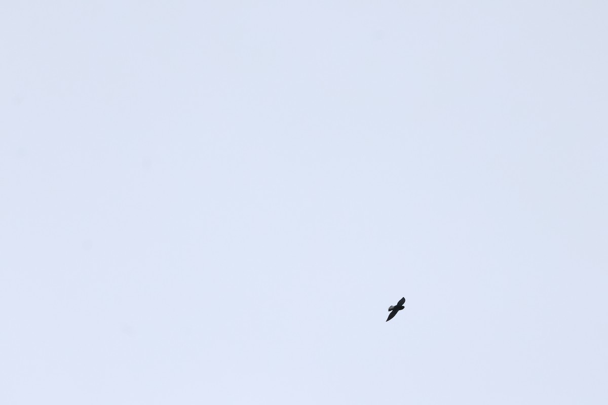 eBird Checklist - 27 Feb 2024 - Kubah National Park - 15 species