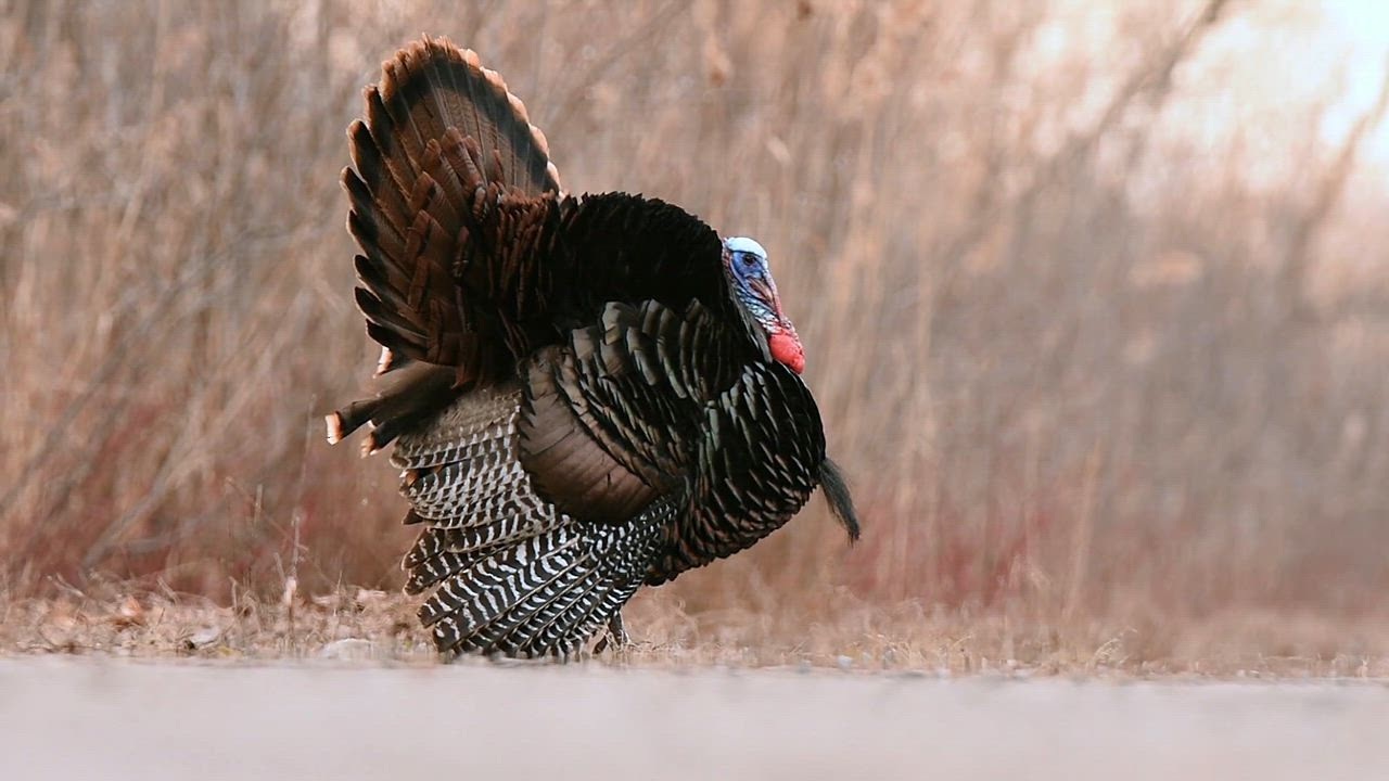 ML616278388 - Wild Turkey - Macaulay Library