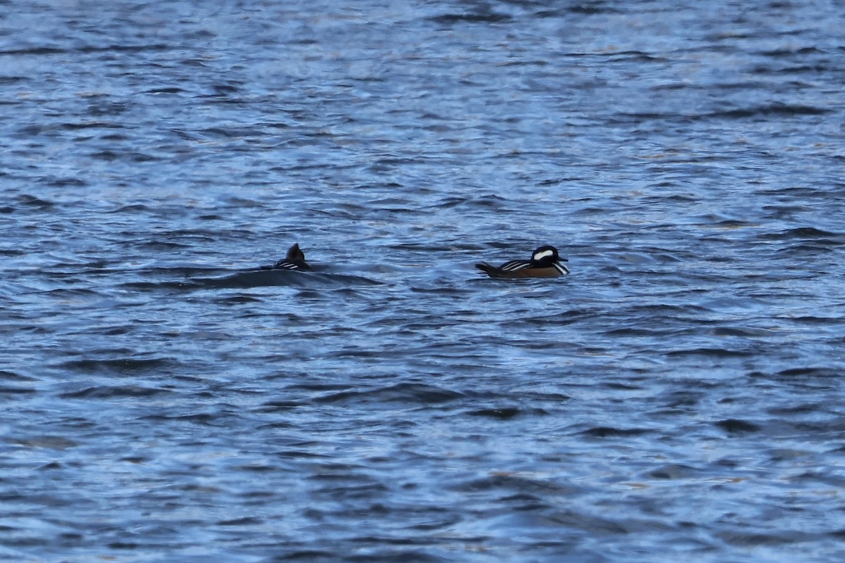 eBird Checklist - 21 Mar 2024 - Prospect Park - 47 species (+1 other taxa)