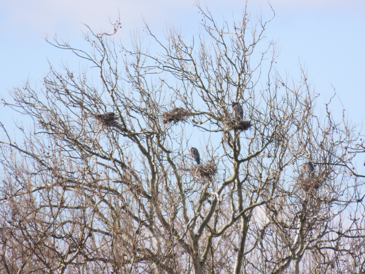 Pennsylvania Bird Atlas Checklist - 19 Mar 2024 - Doe Run Area--Chapel Rd. - 9 species