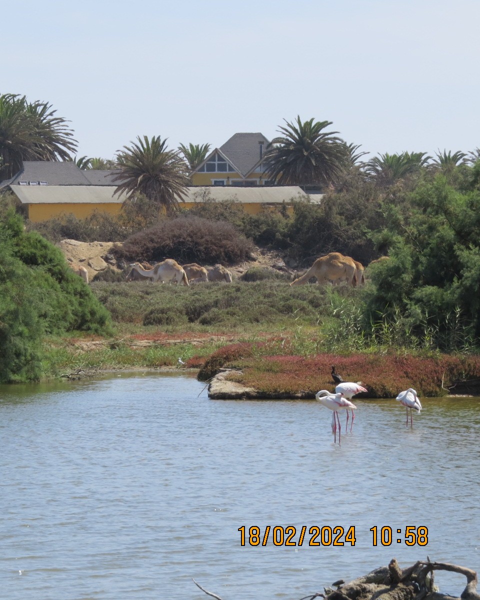 eBird Checklist - 18 Feb 2024 - Swakopmund--Swakop River Mouth - 22 species