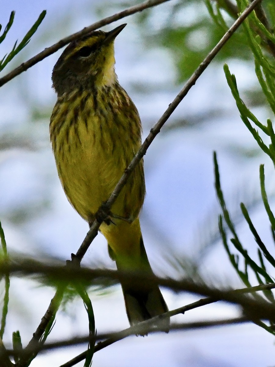 ML616284597 - Palm Warbler (Yellow) - Macaulay Library