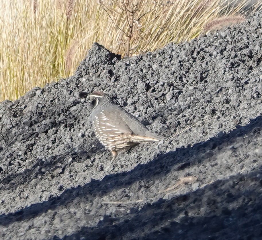 eBird Checklist - 15 Mar 2024 - Gilbert Kahele Recreation Area - 5 species