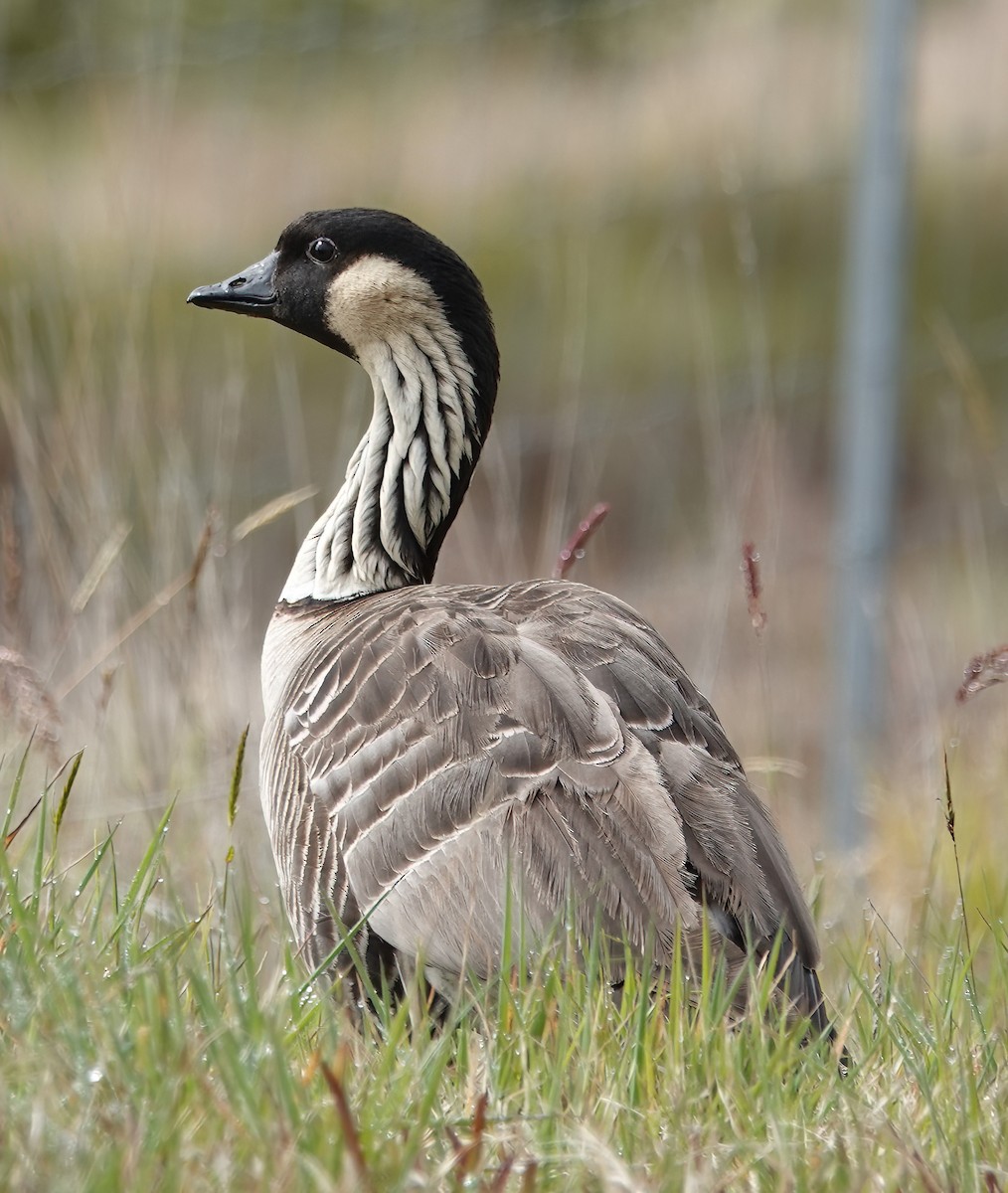 eBird Checklist - 15 Mar 2024 - Hakalau Forest NWR--Pua Akala Tract ...