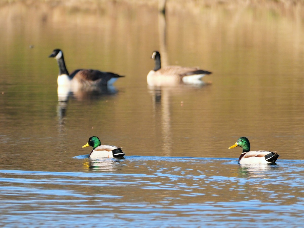 Pennsylvania Bird Atlas Checklist - 21 Mar 2024 - Exton Park - 31 species