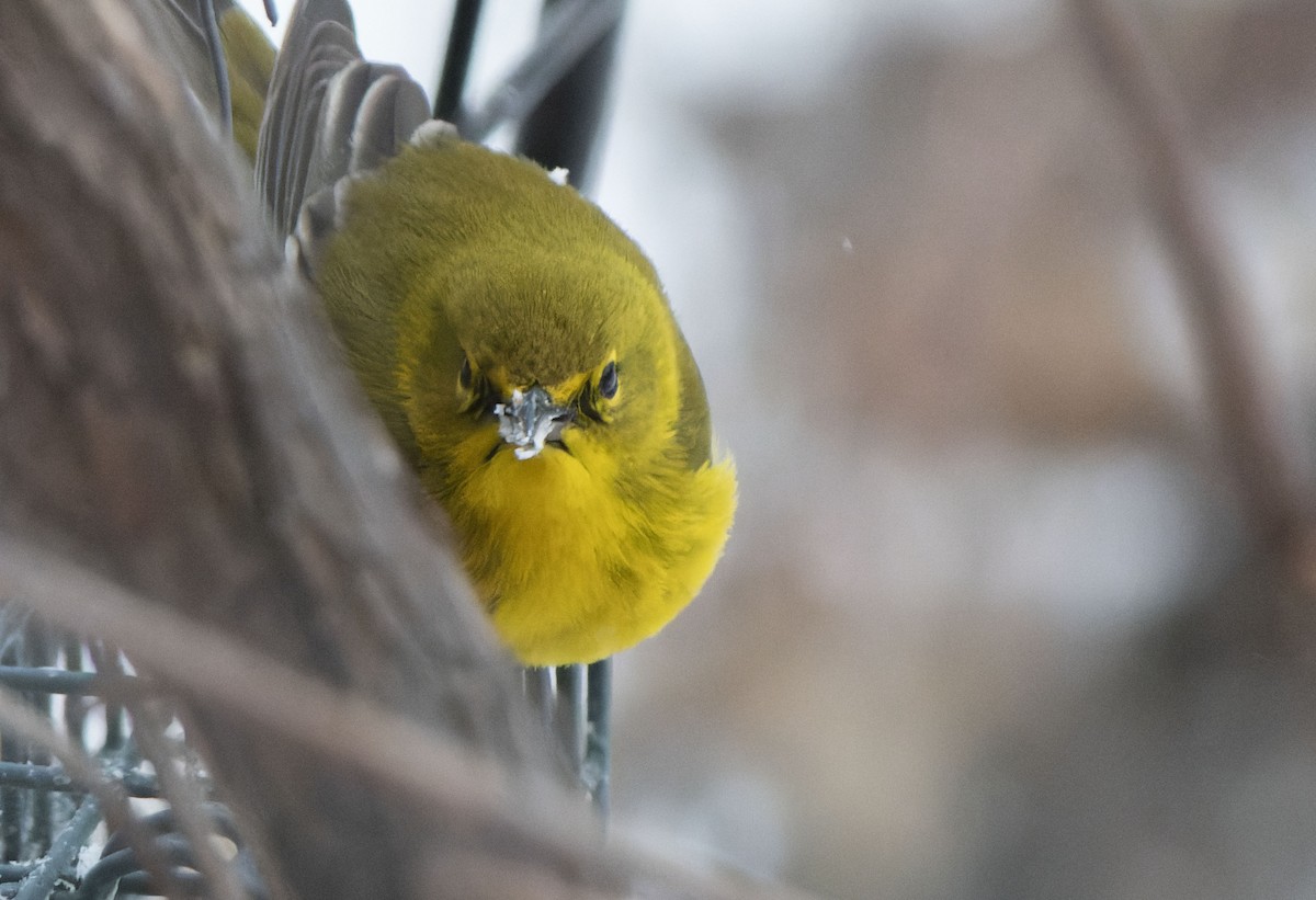 Pennsylvania Bird Atlas Checklist - 19 Mar 2024 - Backyard Trees And Feeders - 1 species