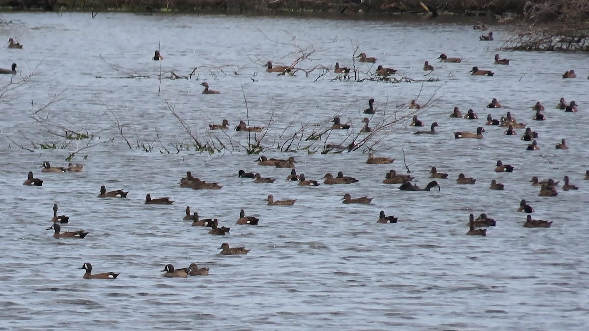 eBird Checklist - 21 Mar 2024 - Muizenberg Dam - 46 species