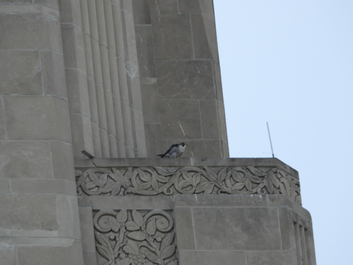 eBird Checklist - 19 Mar 2024 - 25 Michigan Ave W, Battle Creek US-MI ...
