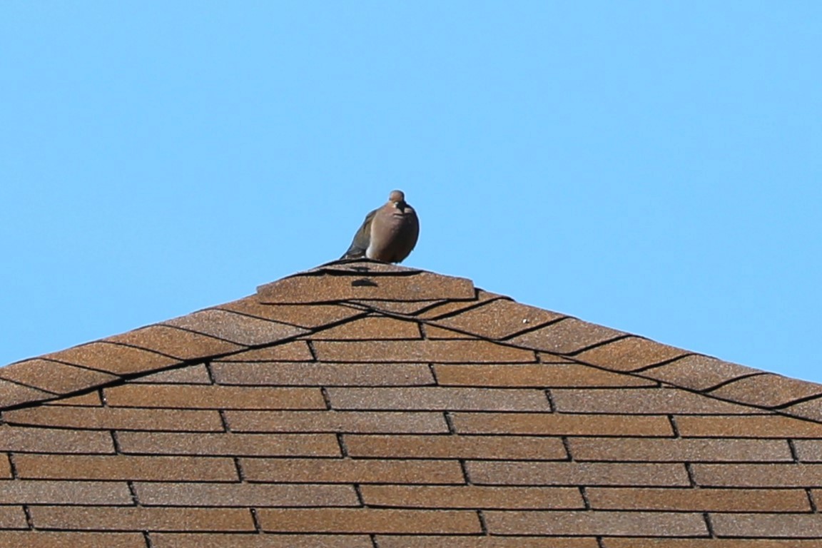 eBird Checklist - 20 Mar 2024 - Holiday Recreation Complex - 42 species