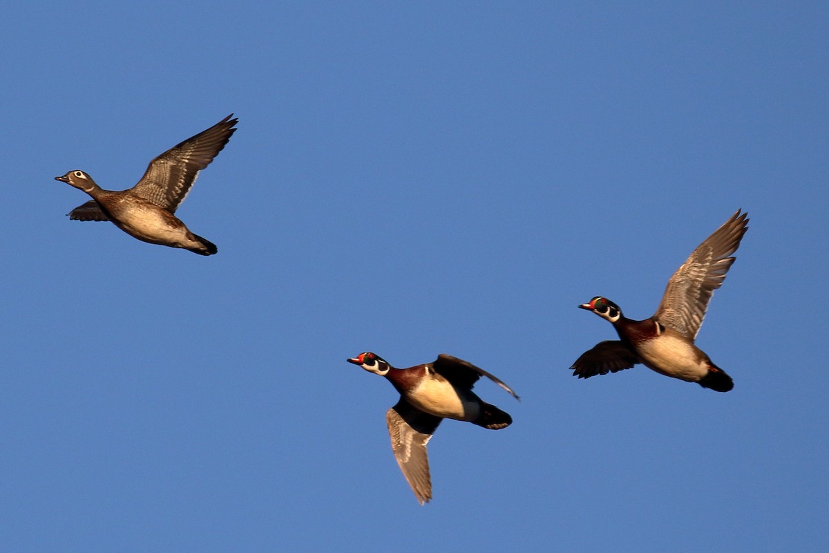 eBird Checklist - 21 Mar 2024 - Swan Harbor Farm Park - 29 species