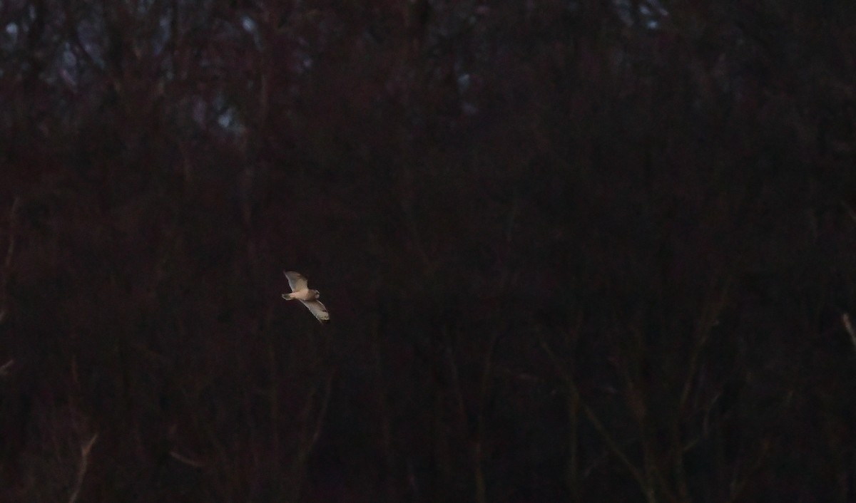 Pennsylvania eBird Checklist - 21 Mar 2024 - Hopewell Twp. Park - 2 species Pennsylvania eBird Checklist - 21 Mar 2024 - Hopewell Twp. Park - 2 species