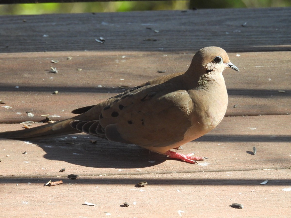 Pennsylvania Bird Atlas Checklist - 21 Mar 2024 - Woods House 1 - 20 species