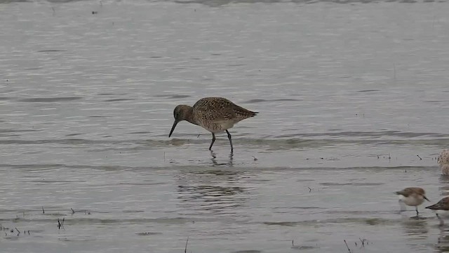 Media Search - Macaulay Library and eBird