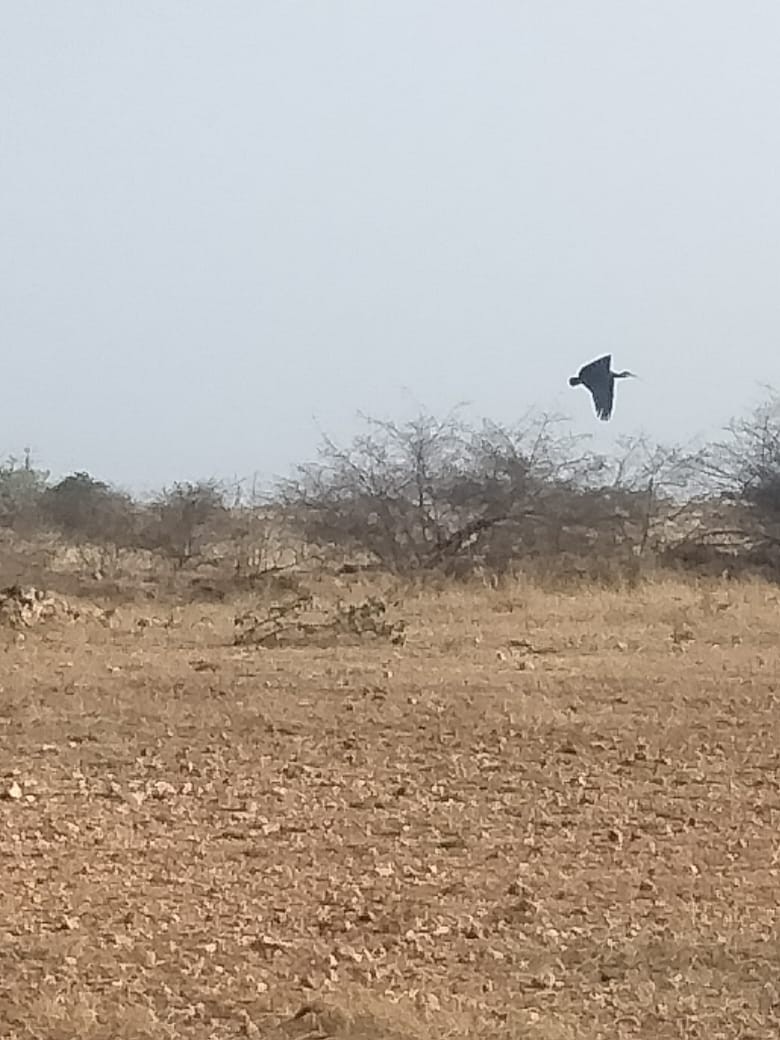 eBird Checklist - 22 Mar 2024 - Palasamudram - 1 species