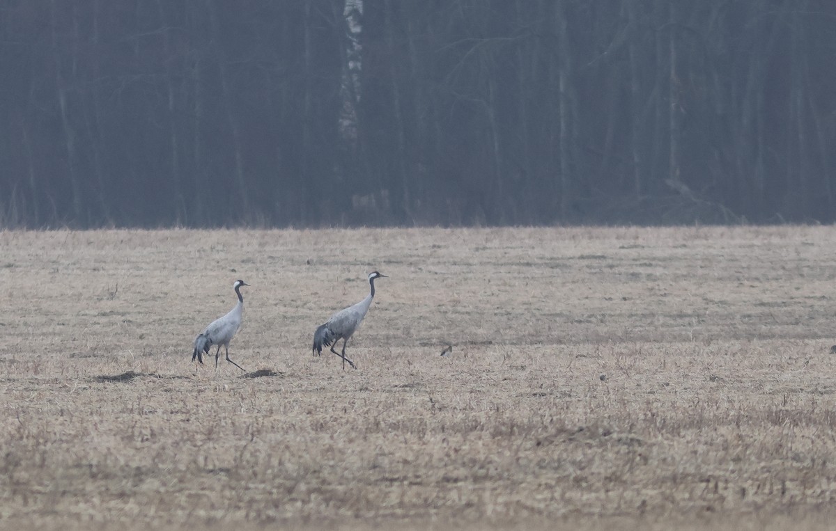 eBird Checklist - 21 Mar 2024 - Padise-Kurkse-Harju-Risti, Laane EE ...
