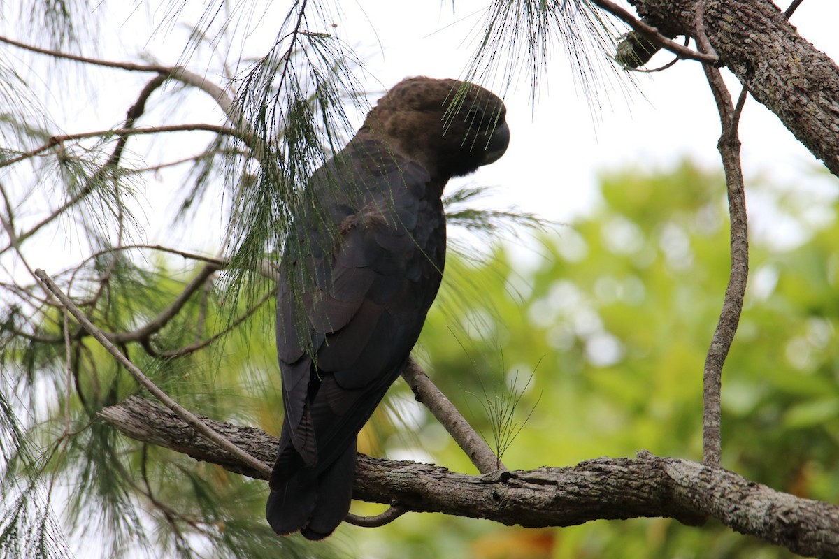 eBird Checklist - 16 Mar 2024 - O'Reilly's Rainforest - 7 species