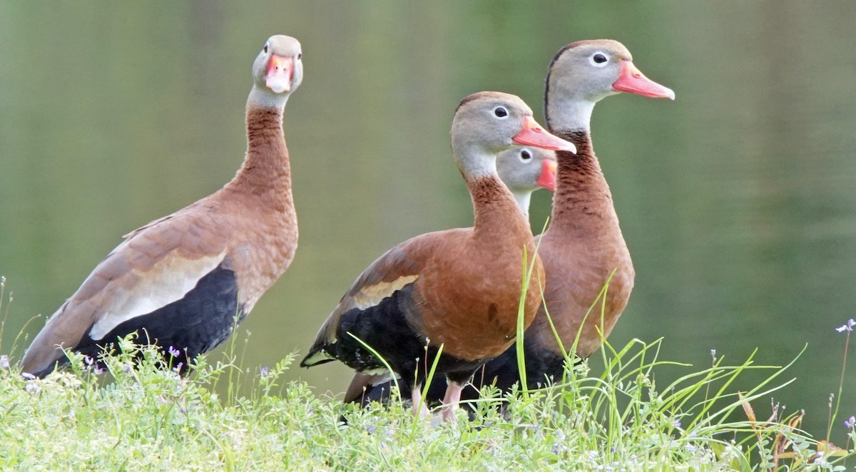 eBird Checklist - 21 Mar 2024 - IG Levy Park, Pascagoula, MS - 42 species