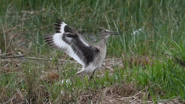 Media Search - Macaulay Library and eBird