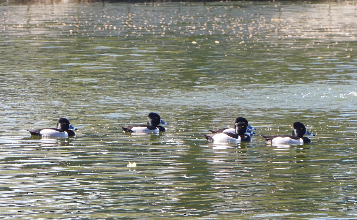 eBird Checklist - 20 Mar 2024 - Roeding Park - 15 species (+1 other taxa)