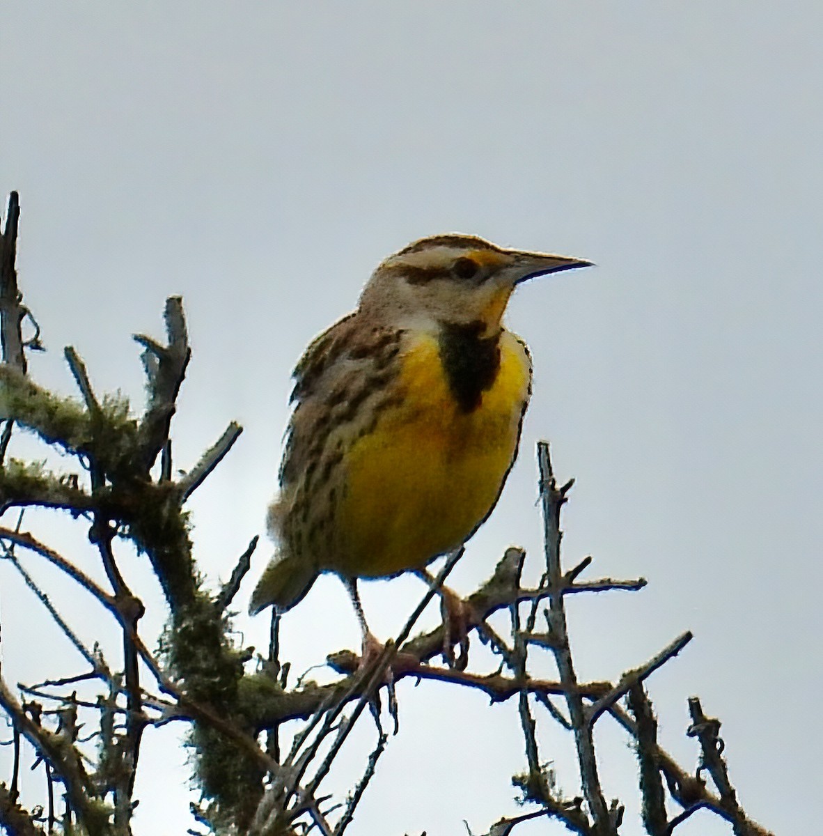 eBird Checklist - 20 Mar 2024 - Peveto Woods--Baton Rouge Audubon ...