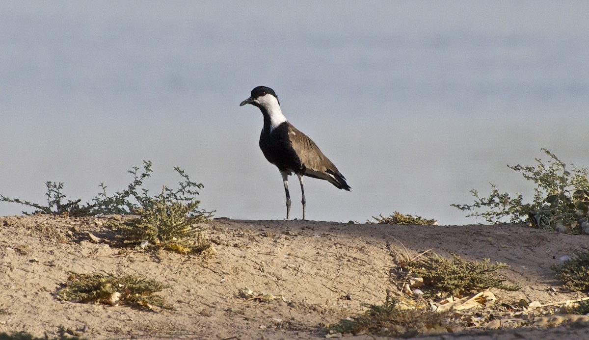 eBird Checklist - 6 Jul 2010 - Camp Liberty, Iraq - 5 species