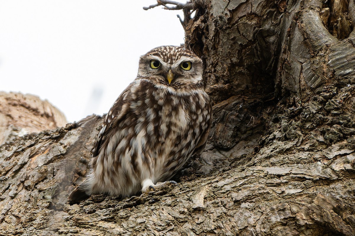 Mochuelo Europeo (europeo) - eBird