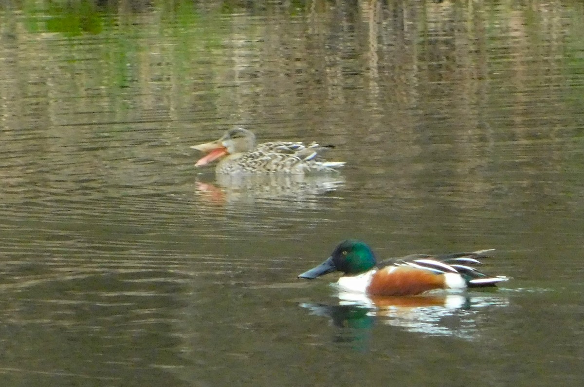 eBird Checklist - 22 Mar 2024 - Round Valley Recreation Area - 41 ...