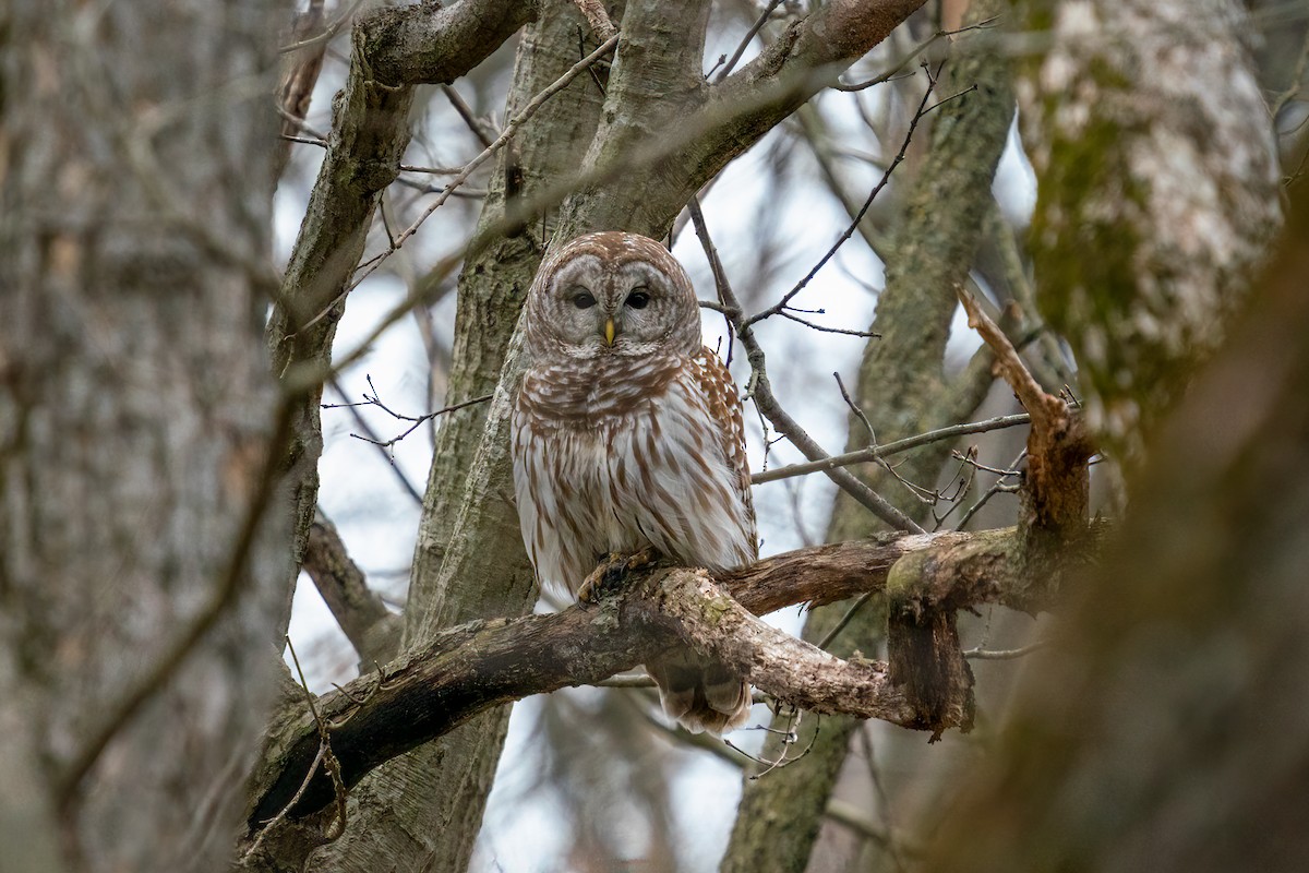 eBird Checklist - 22 Mar 2024 - Unity Village Trail - 24 species