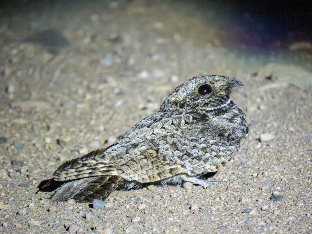 ML616341174 - Common Poorwill - Macaulay Library