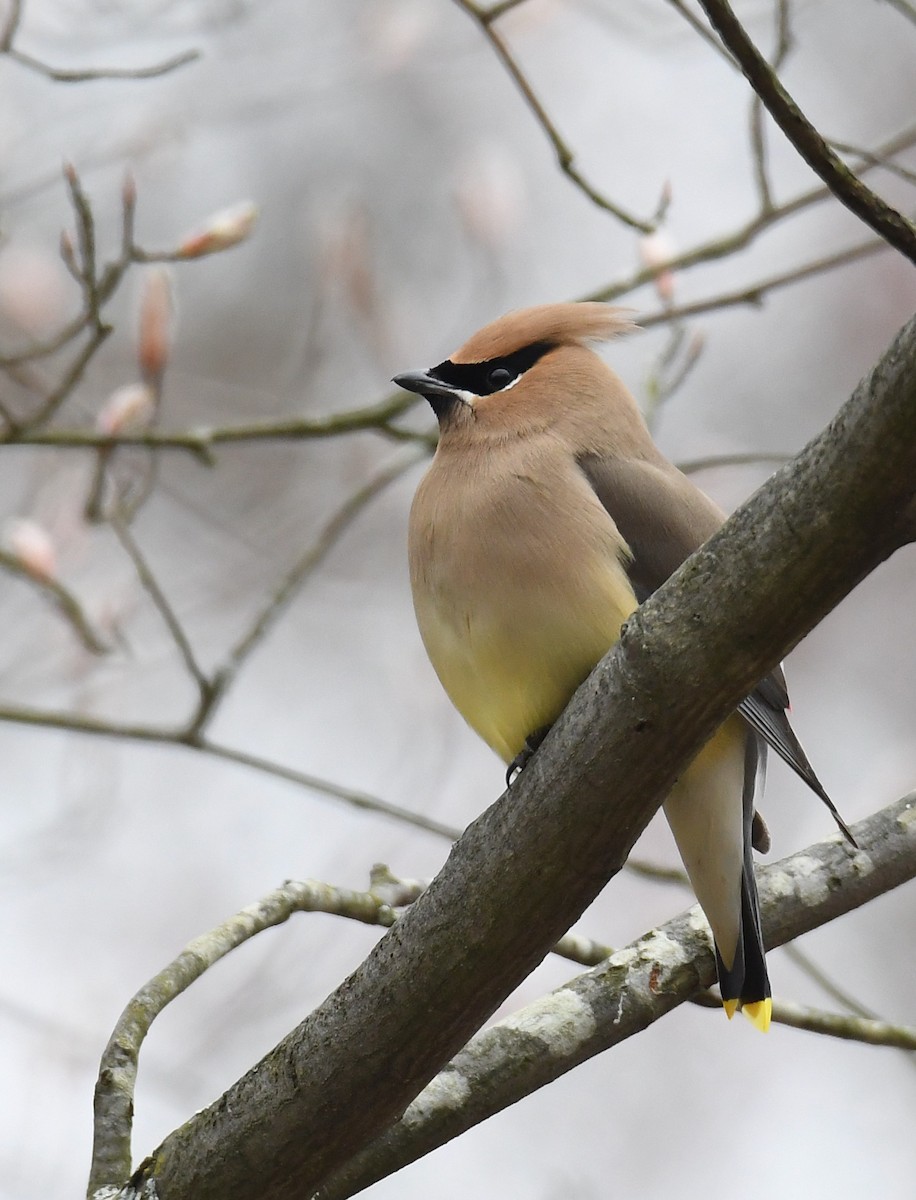 Maryland-DC Breeding Bird Atlas Checklist - 22 Mar 2024 - Perna ...