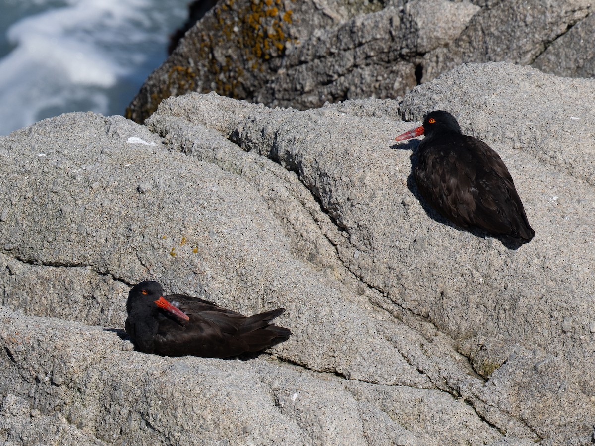 eBird Checklist - 14 Mar 2024 - Pacific Grove--Berwick Park to Harbor ...