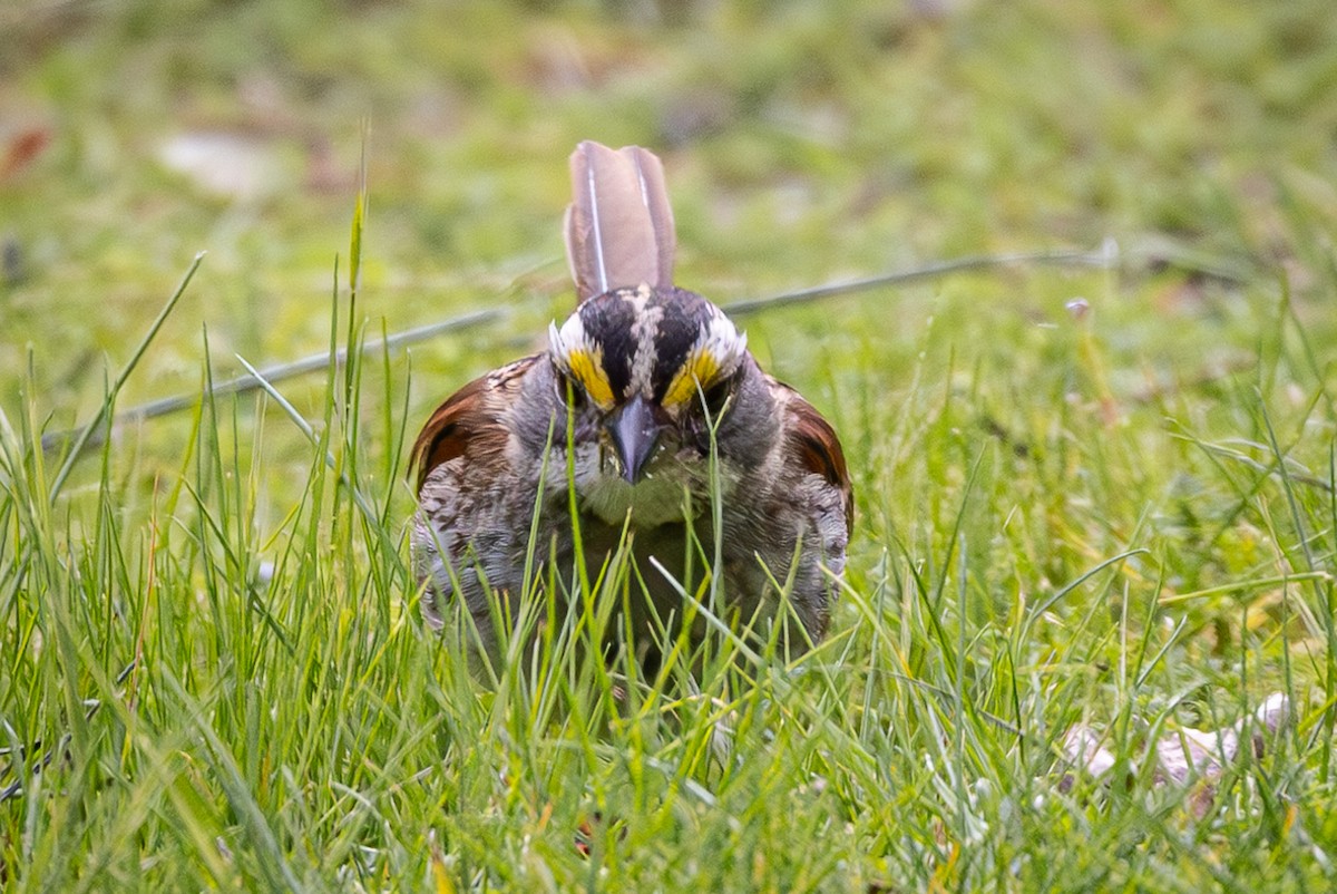 eBird Checklist - 22 Mar 2024 - Quail Hollow Ranch County Park - 36 species